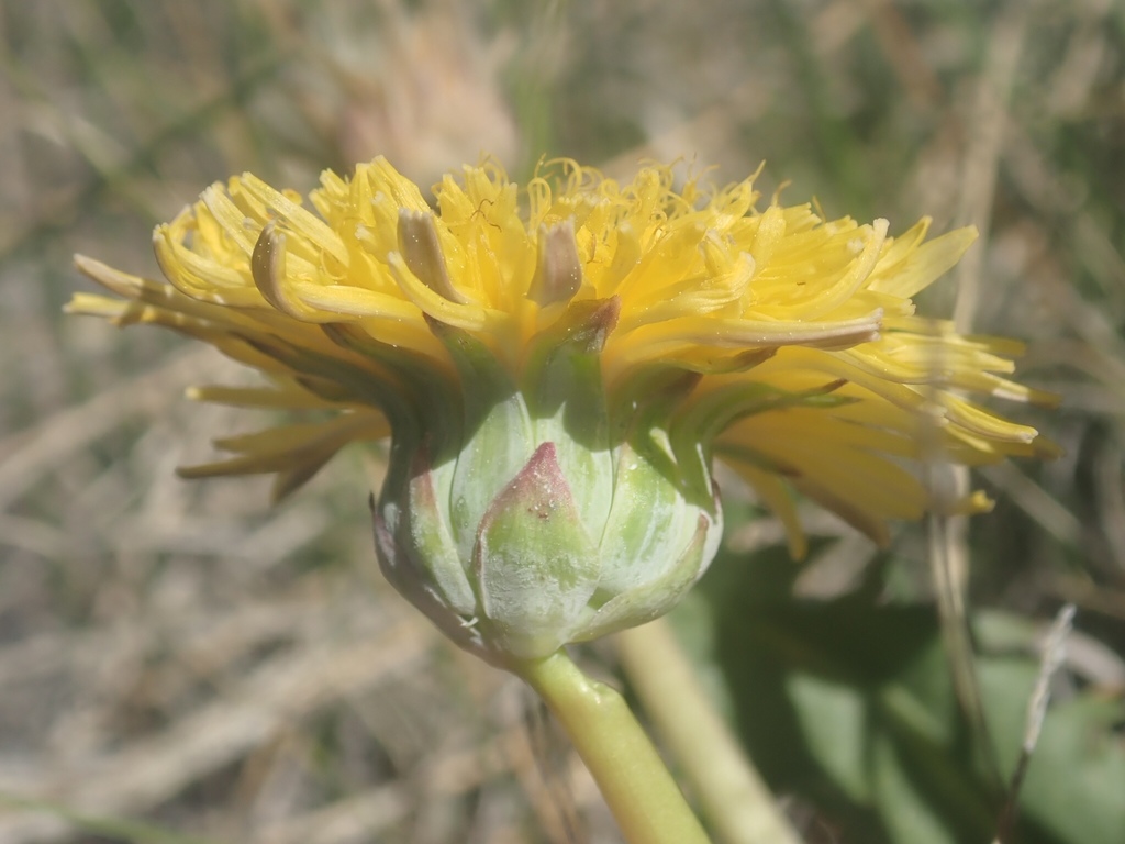 California dandelion in July 2019 by Aaron Echols · iNaturalist