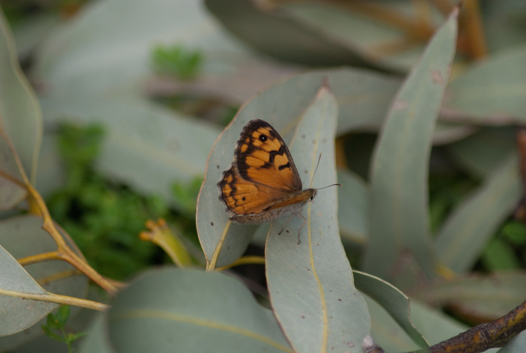 Western Xenica from Yanchep WA 6035, Australia on September 9, 2012 at ...