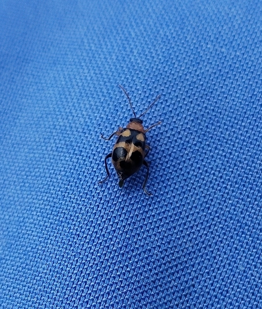 Cerotoma atrofasciata from 2X6W+PHR, El Zamorano, Francisco Morazán ...