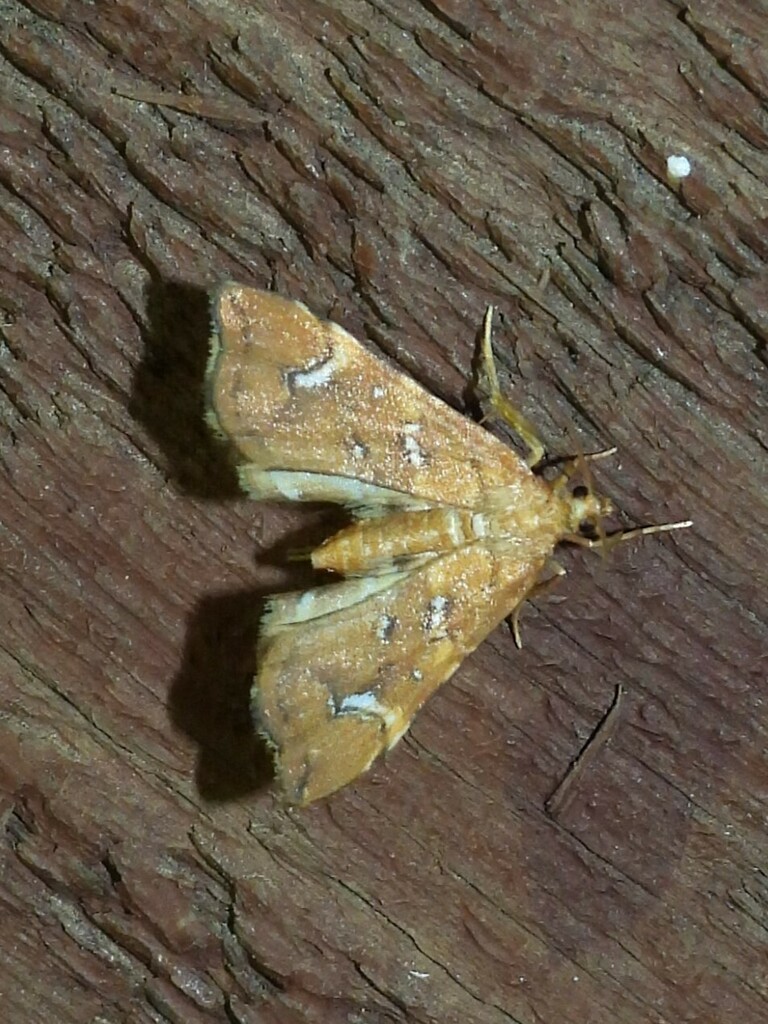 Golden-brown Fern Moth from Coomba Park NSW 2428, Australia on October 4, 2024 at 08:12 PM by ...