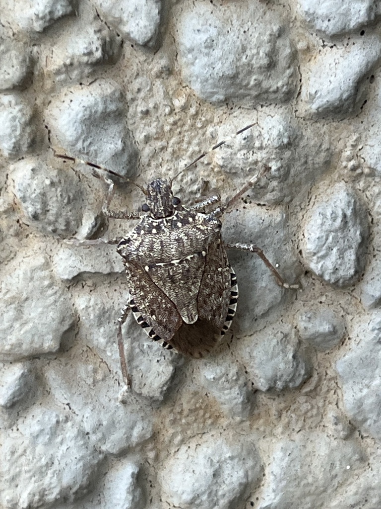 Brown Marmorated Stink Bug from N Memorial Dr, St. Louis, MO, US on ...