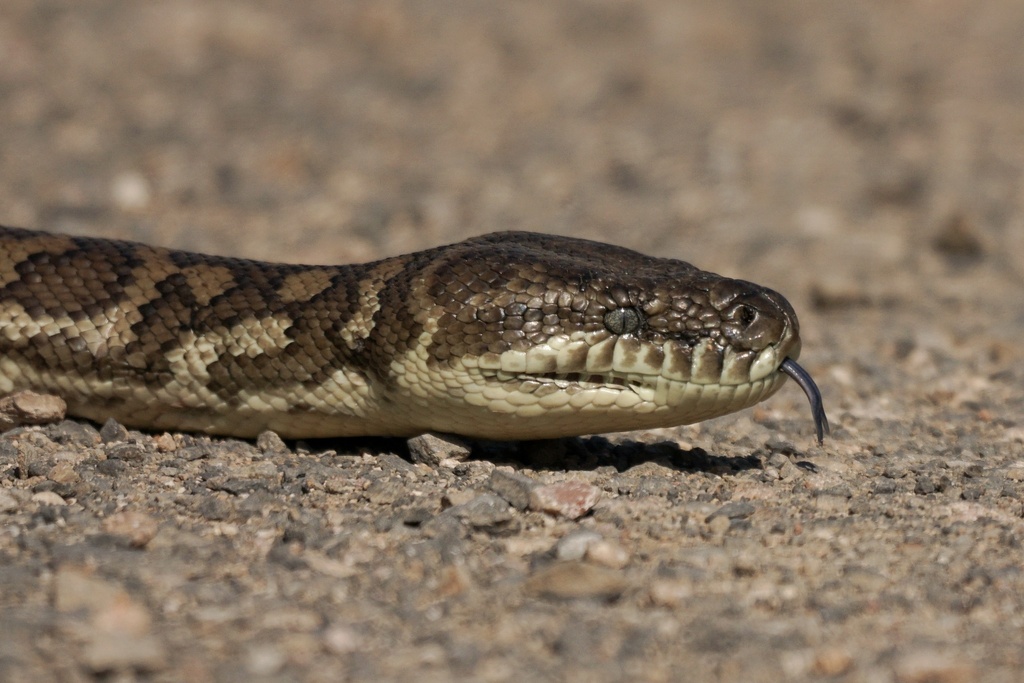 Coastal Carpet Python from Yangan, QLD, AU on September 23, 2024 at 11: ...