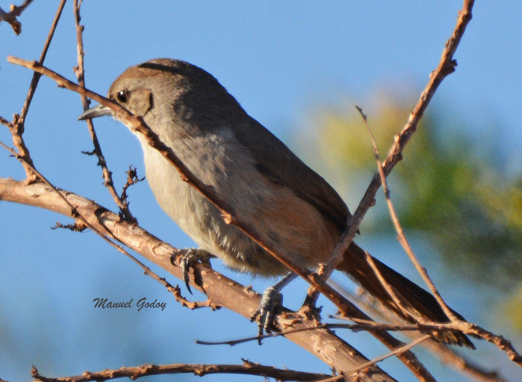 Sharp-billed Canastero from RP 33 S/N°, El Paramillo,, Mendoza ...