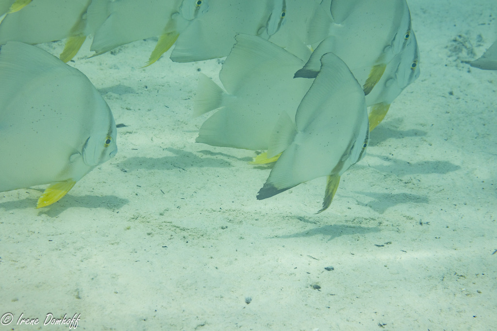 Round Batfish from Anau, Bora-Bora, French Polynesia on November 22 ...