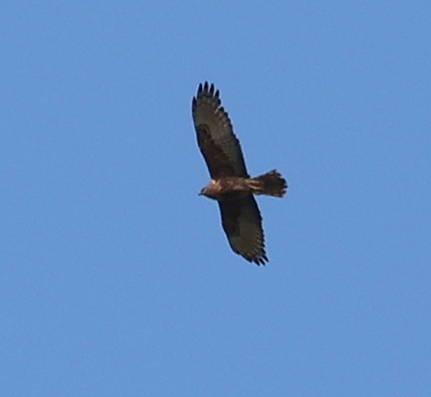 Swamp Harrier from Longford TAS 7301, Australia on September 12, 2024 ...