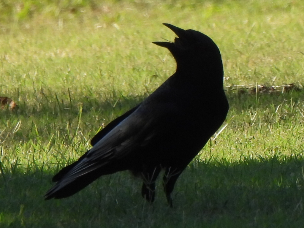 American Crow from West Arlington, Arlington, TX, USA on October 4 ...