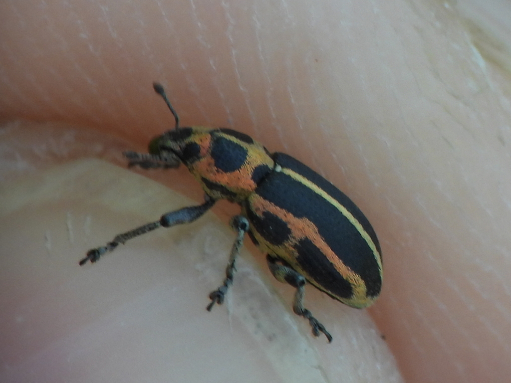 Beautiful Clown Weevil from West Arlington, Arlington, TX, USA on ...