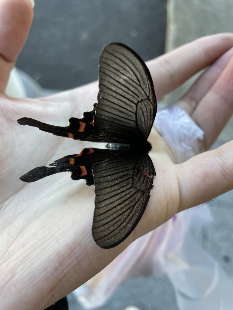 Long-tail Spangle Swallowtail in October 2024 by Alex Pintsen JIN ...