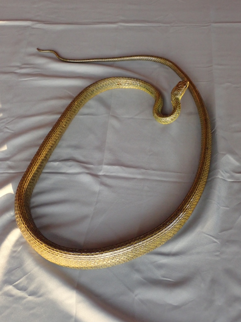 Amazon Puffing Snake from Orellana, Orellana, Orellana, EC on June 27 ...