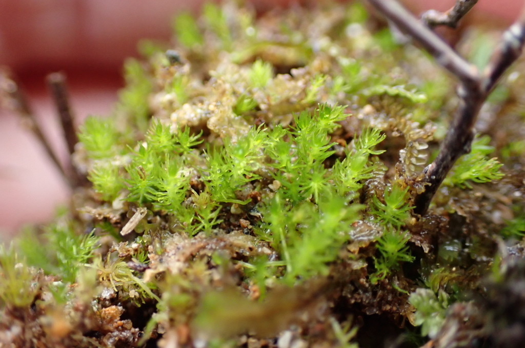 Takakia lepidozioides from Mount Waddington, BC, CA on October 03, 2024 ...