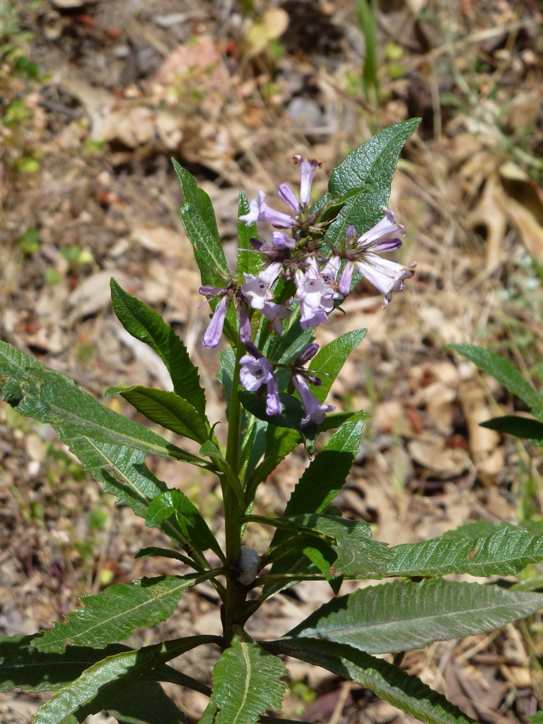 California yerba santa (Eriodictyon californicum) - Botanical Realm