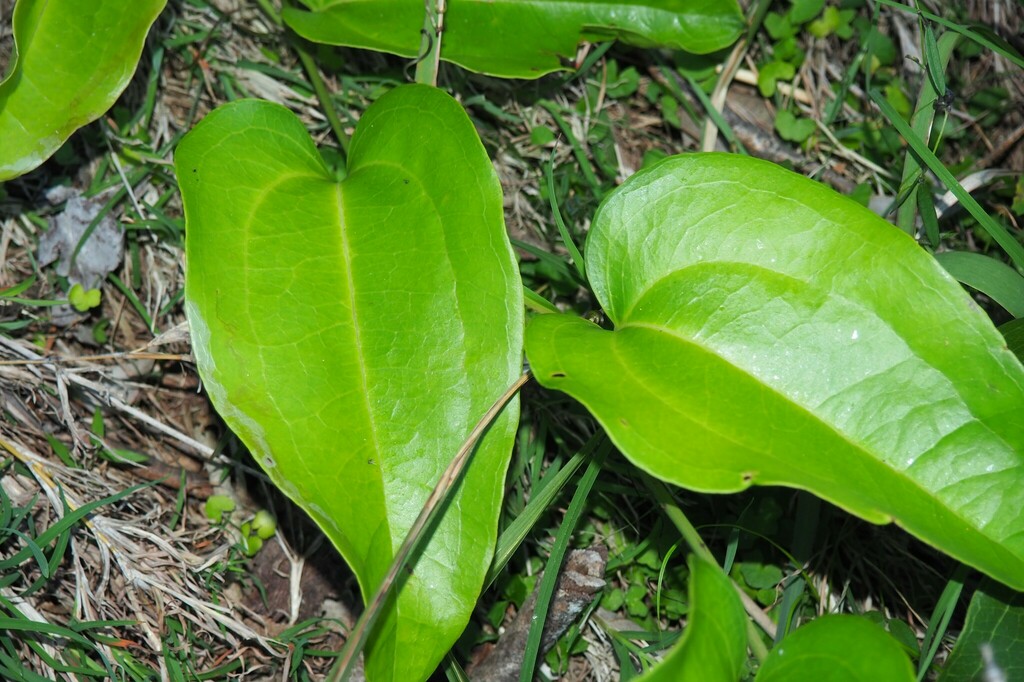 Austral Sarsaparilla from Valla Beach NSW 2448, Australia on September 20, 2024 at 04:38 PM by ...