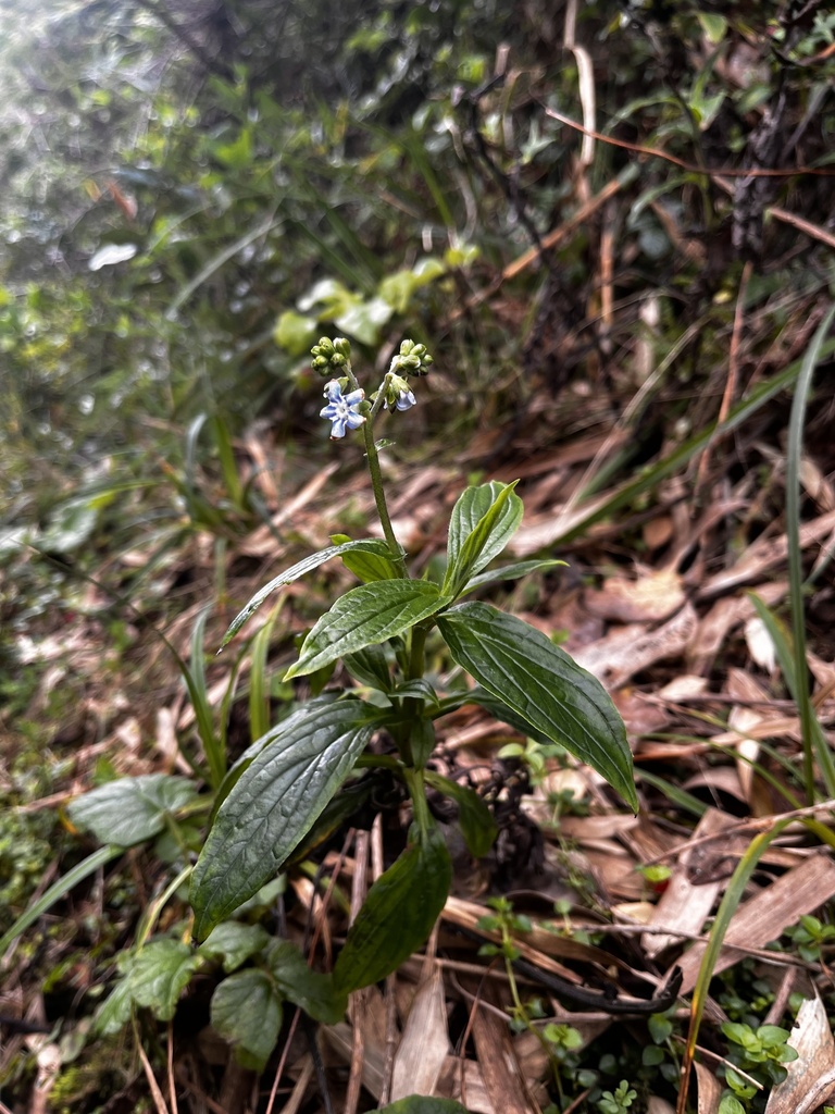 Selkirkia limense in October 2024 by Pablo Silva · iNaturalist