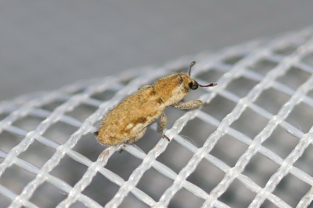 Puncture vine seed weevil from Desert Palms, CA, USA on October 3, 2024 ...