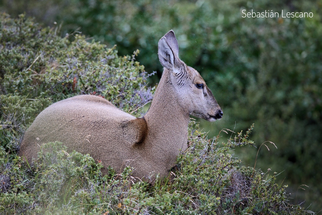 Huemul (Hippocamelus bisulcus) - Know Your Mammals