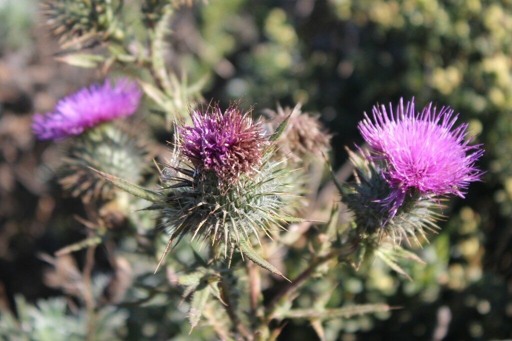 Bull Thistle from Tomales Point Trail, California 94937, USA on ...