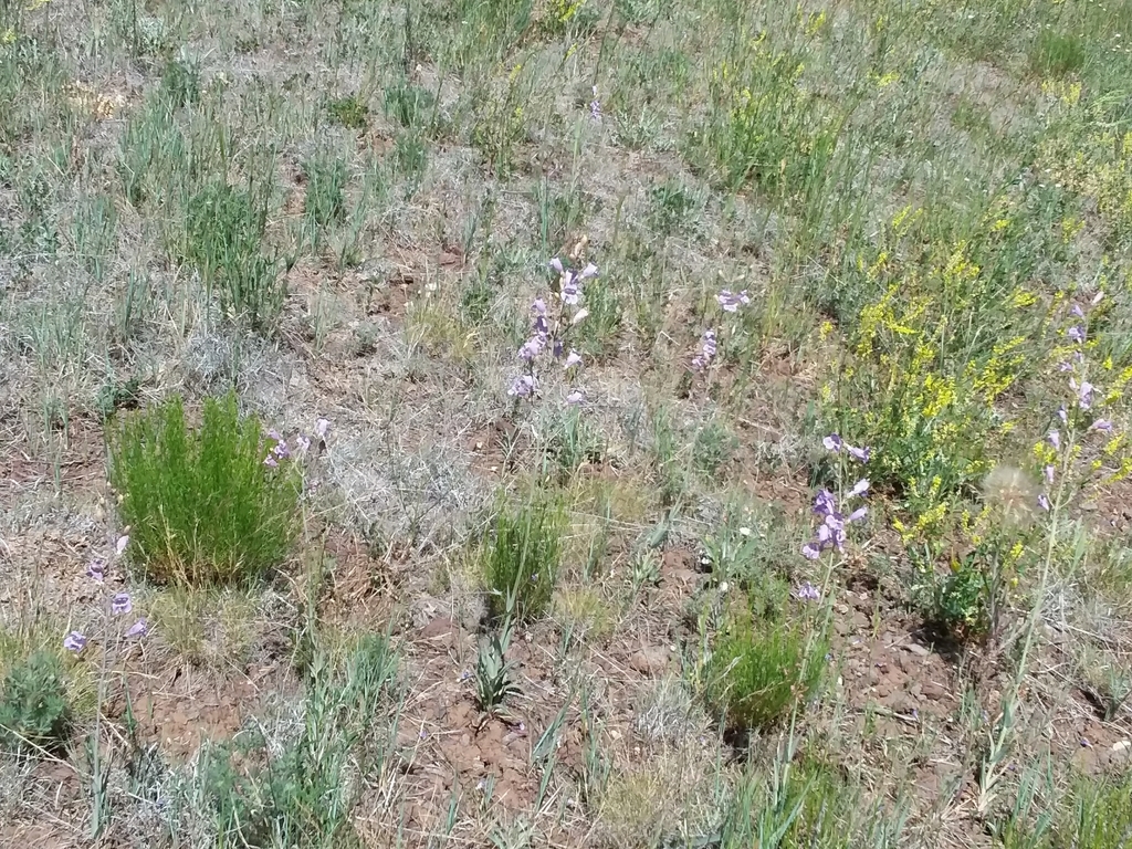 Flagstaff Penstemon from Coconino County, US-AZ, US on July 3, 2019 at ...