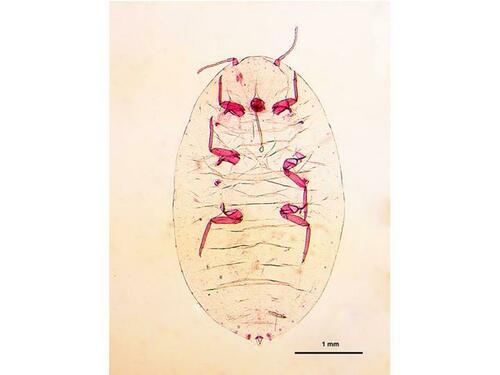 Jack Beardsley Mealybug (Pseudococcus jackbeardsleyi)