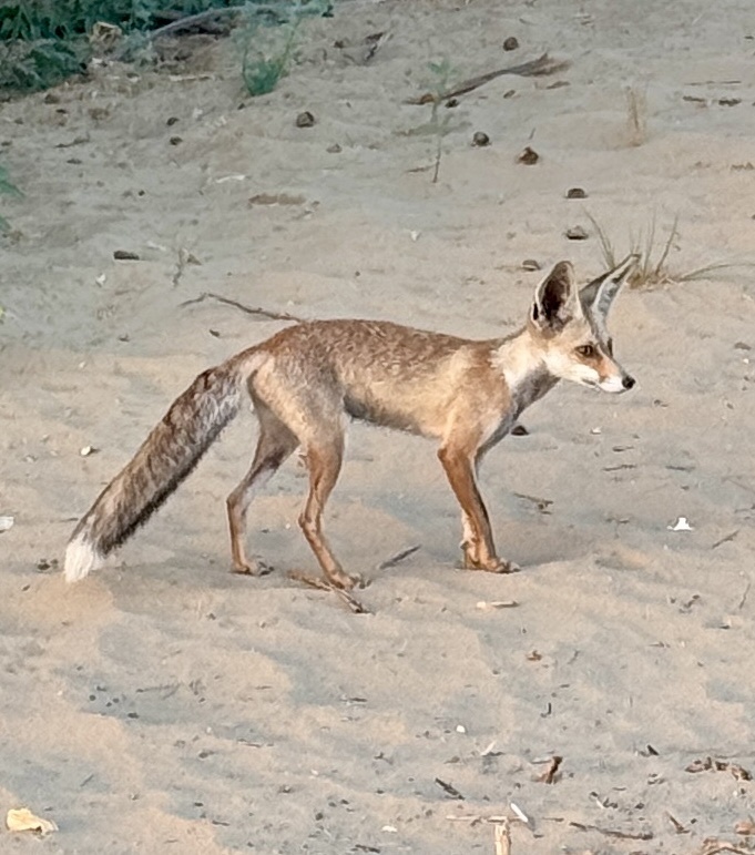 Arabian Red Fox from Sector, Dubai, Dubai, AE on October 5, 2024 at 06: ...