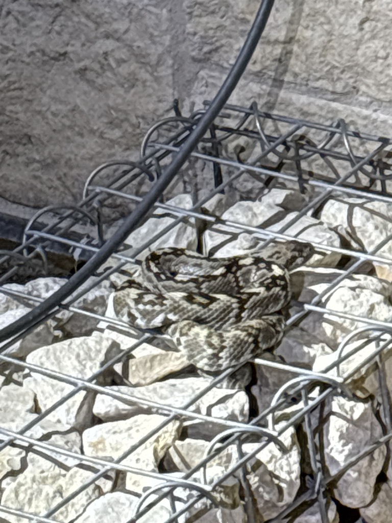 Eastern Black-tailed Rattlesnake from Tyras Ranch Rd, Del Rio, TX, US ...