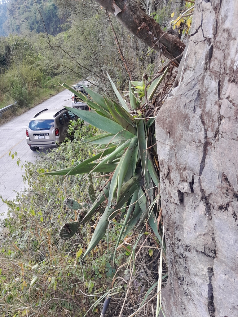 Agave maria-patriciae from 91474 Ver., México on January 8, 2023 at 11: ...