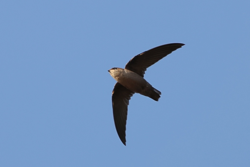 Vaux's Swift (Beebe Springs Wildlife Area) · iNaturalist