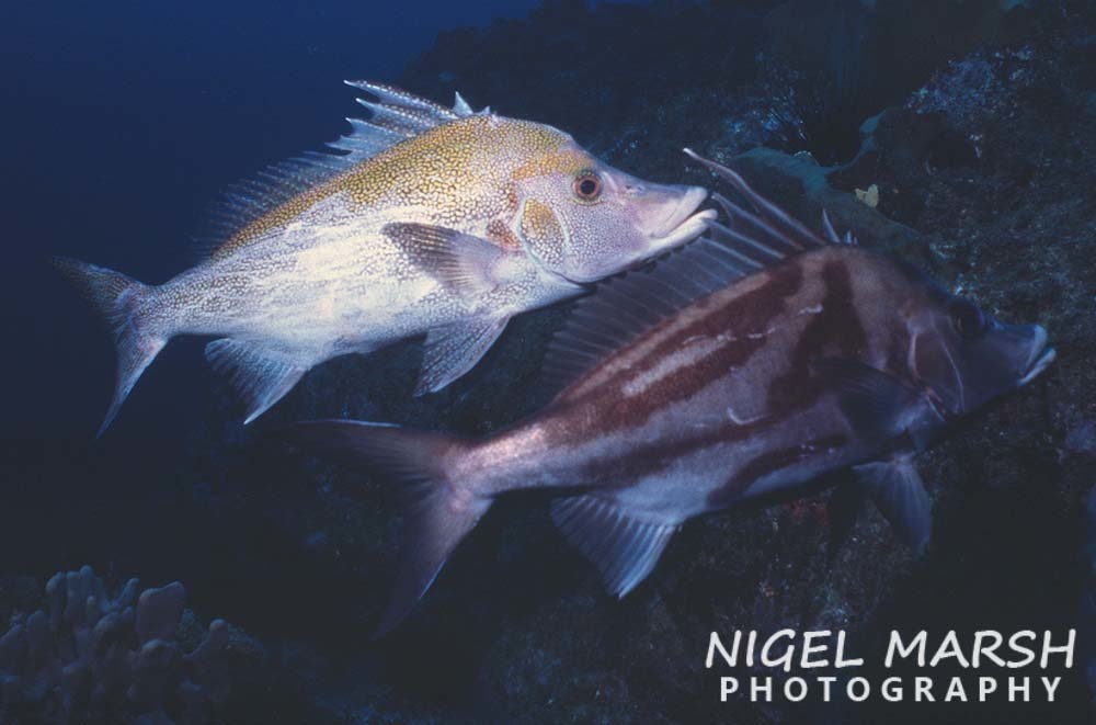 Giant Boarfish from New South Wales, Australia on August 17, 2003 at 11 ...