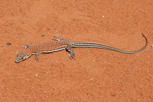 Rusty Desert Monitor (Varanus eremius) · iNaturalist United Kingdom