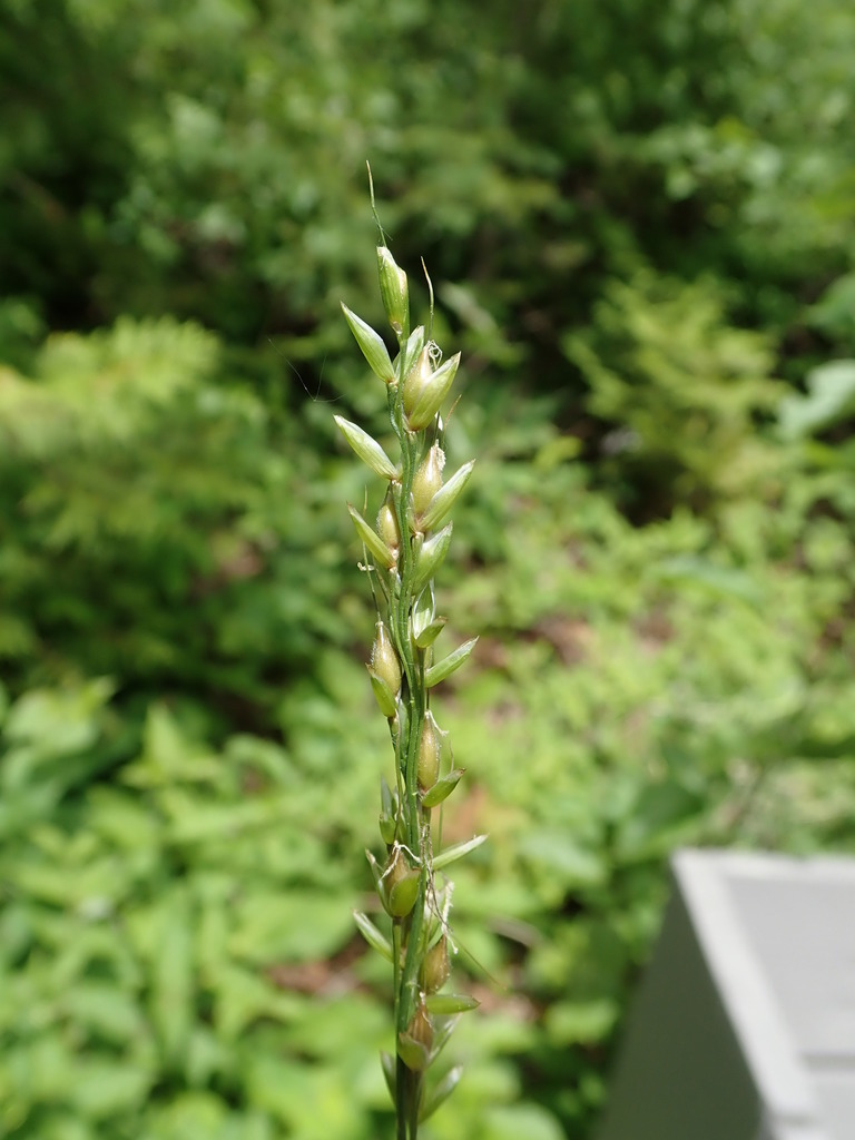 White-grained Mountain-ricegrass from Cloud Lake, Neebing Township ...