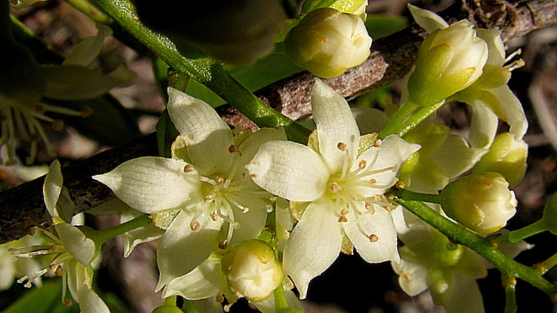 connarus family (Connaraceae) - Botanical Realm