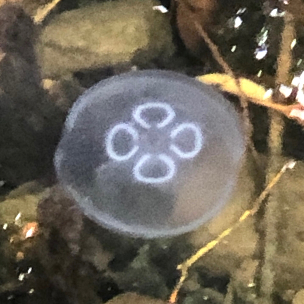 Asian moon jellyfish from Noller Pde, Parramatta, NSW, AU on October 5 ...