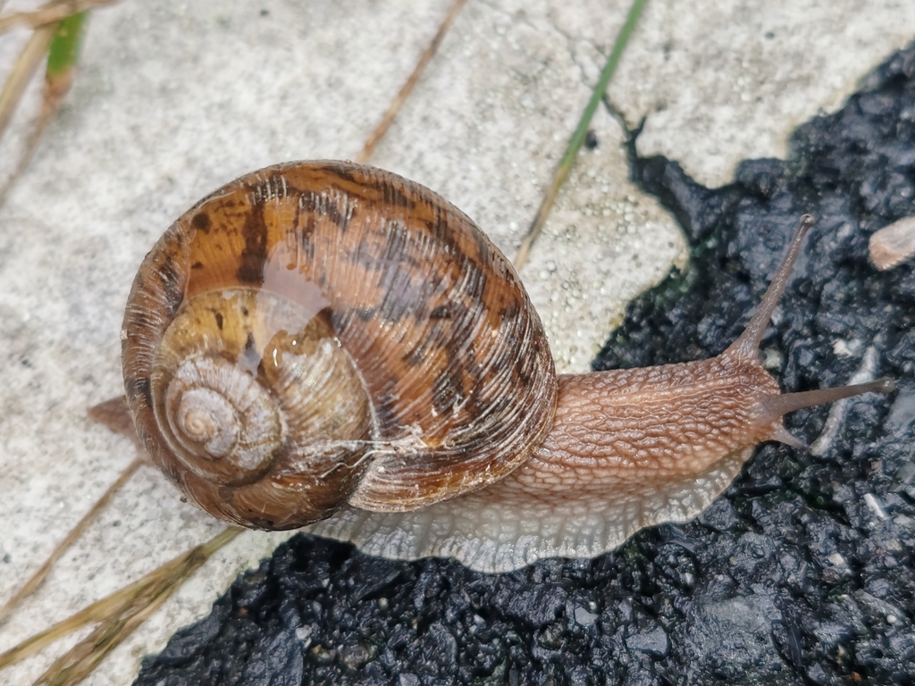 Acusta ravida from 浙江省嘉兴市海宁市黄湾镇尖山观音寺 on October 1, 2024 at 12:08 PM by ...