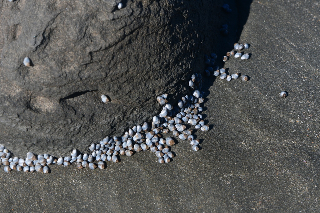 Little Blue Periwinkle from Skenes Creek VIC 3233, Australia on May 4 ...