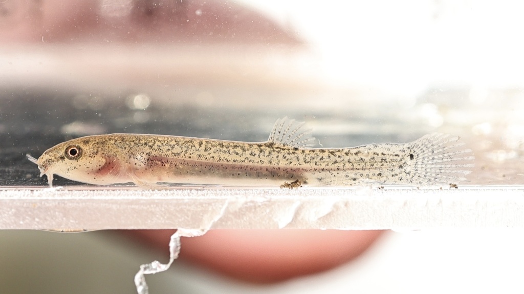 Oriental Weatherfish in October 2024 by Alex Pintsen JIN · iNaturalist
