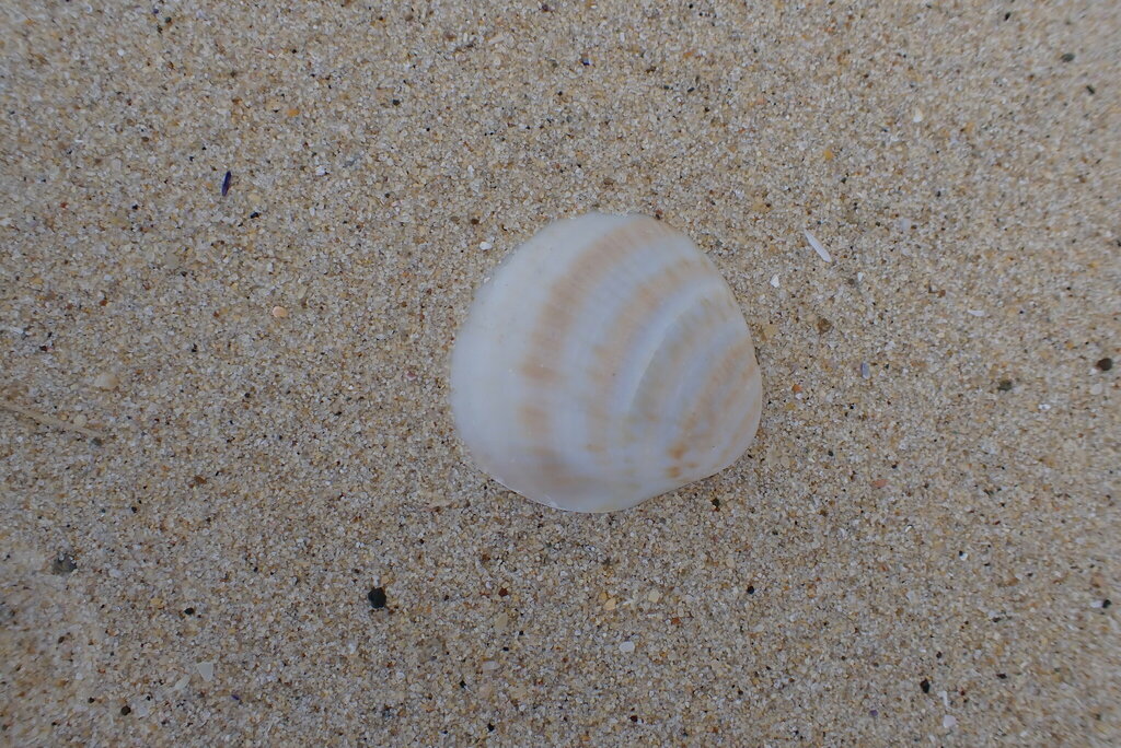 Flame Dog Cockle from Newcastle NSW, Australia on October 5, 2024 at 12 ...
