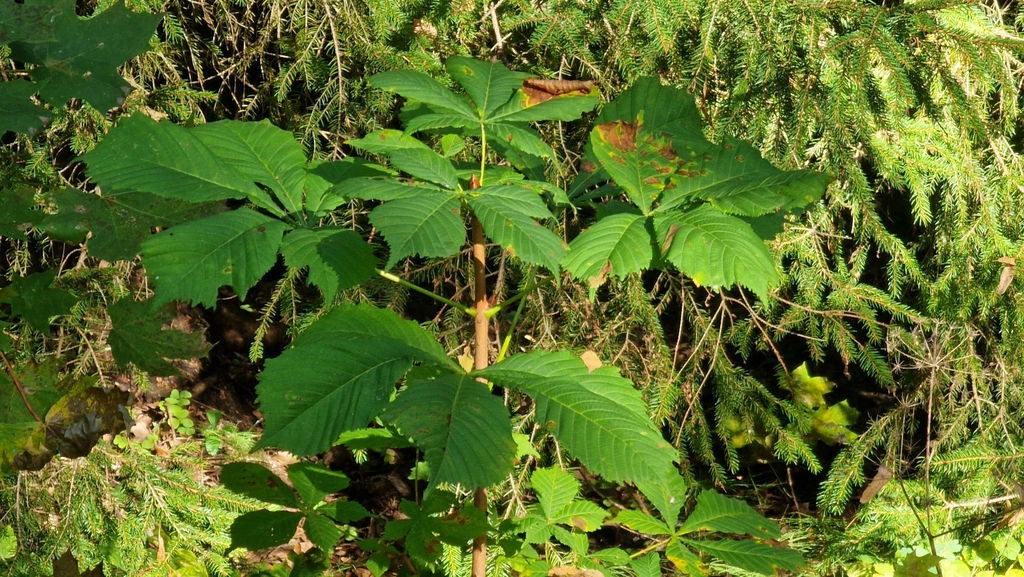 horse-chestnut from 53135, Lietuva on October 5, 2024 at 11:24 AM by ...