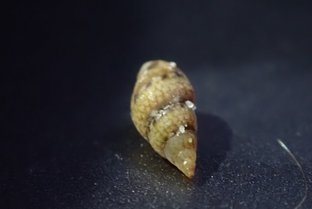 Pseudamycla dermestoidea from Newcastle NSW, Australia on October 5, 2024 at 04:39 PM by Perch ...