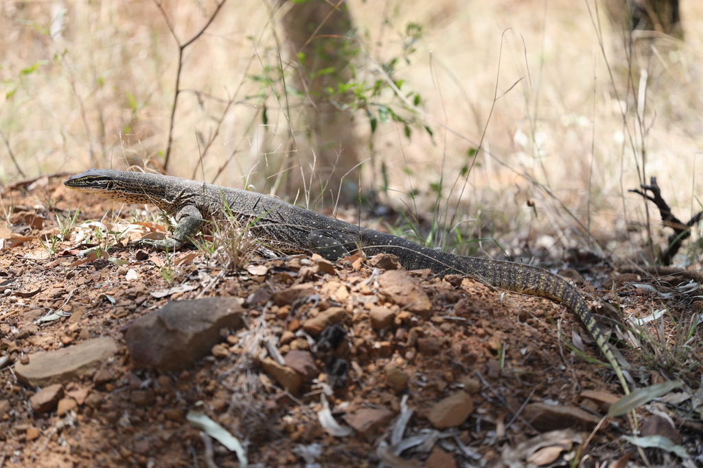 Eastern Argus Monitor from Wyaralong QLD 4310, Australia on October 5 ...