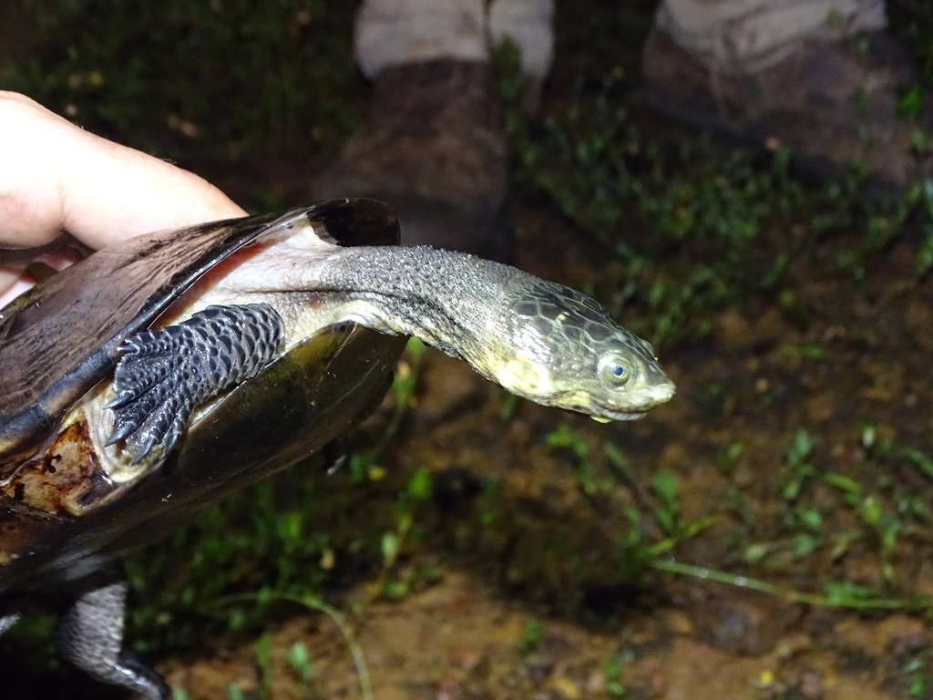 Gibba Toad-headed Turtle from Roura, Cayenne, French Guiana on June 4 ...
