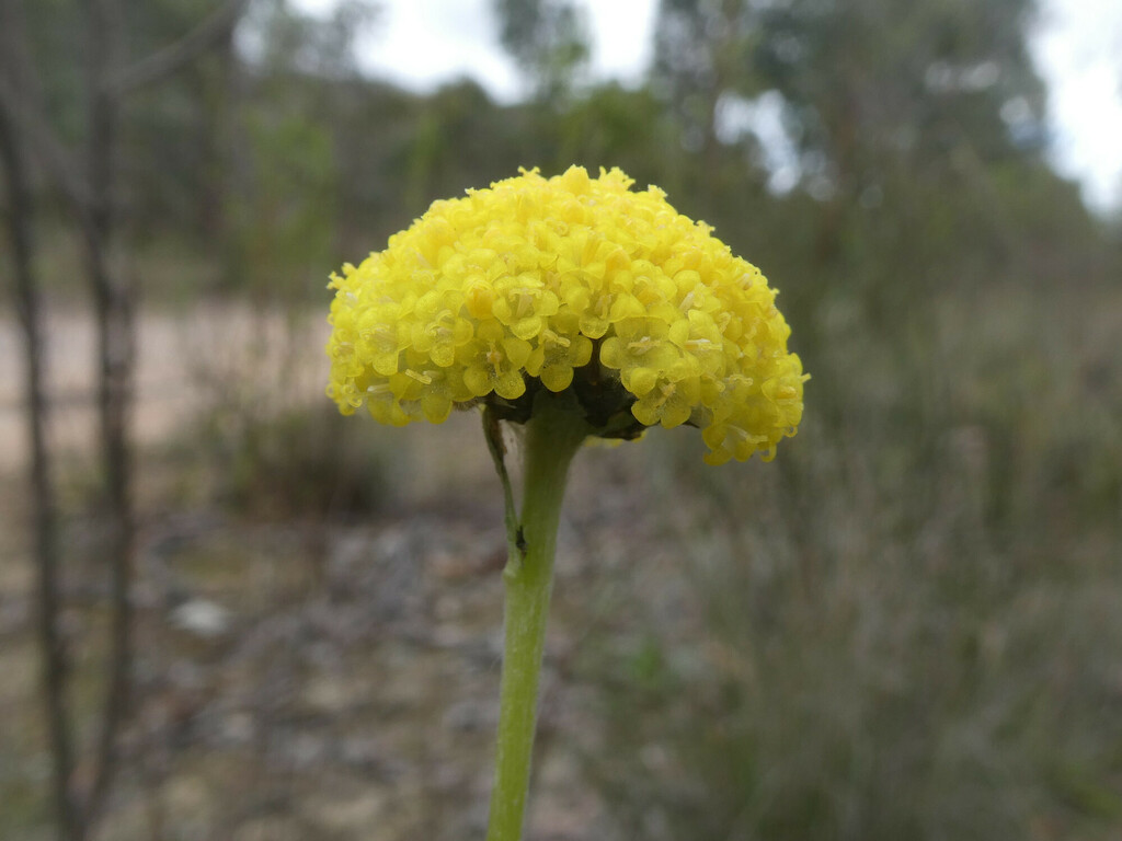 Common Billy buttons from Macedon VIC 3440, Australia on September 19 ...