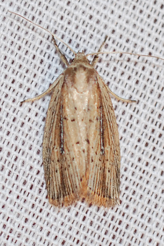 Narrow-winged Borer Moth (Photedes defecta) · iNaturalist United Kingdom
