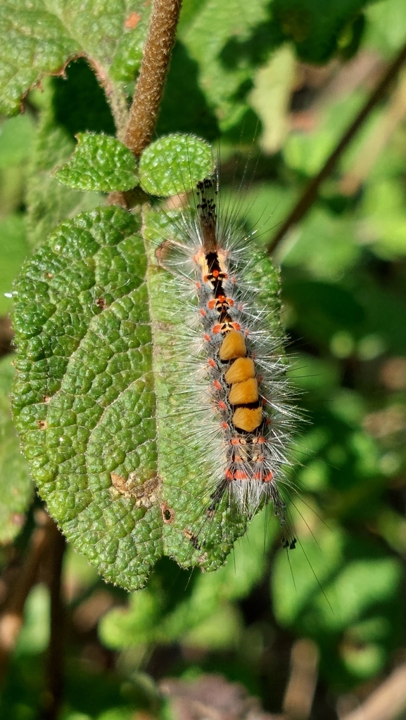 Rusty Tussock Moth from Torrellas de Llobregat, Barcelona, España on ...