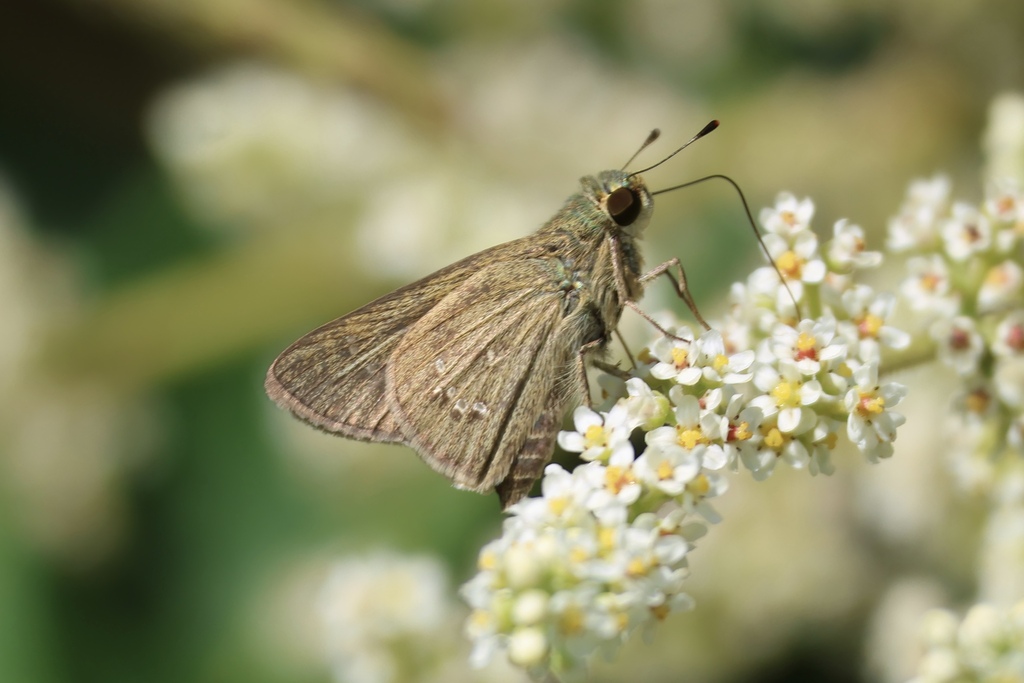 Continental Swift from 香港大澳 on October 5, 2024 at 12:56 PM by Isaac Chow · iNaturalist