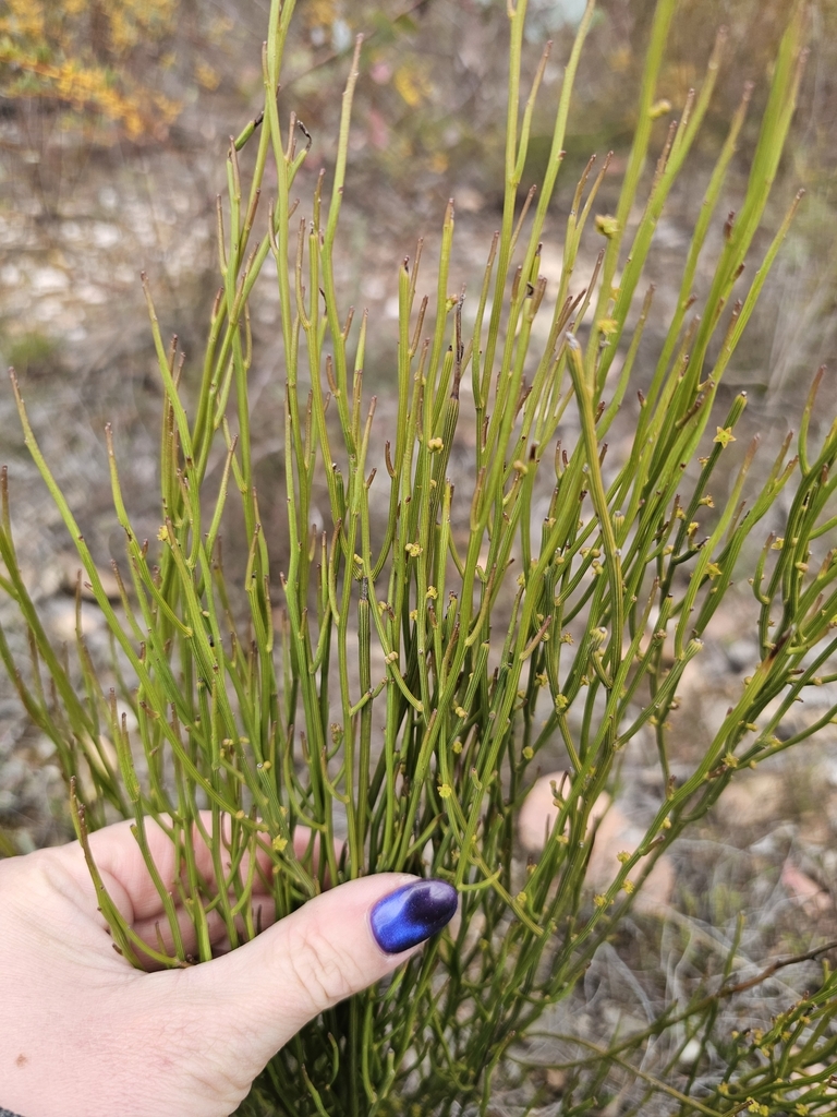 Omphacomeria acerba from Jerangle NSW 2630, Australia on October 5 ...