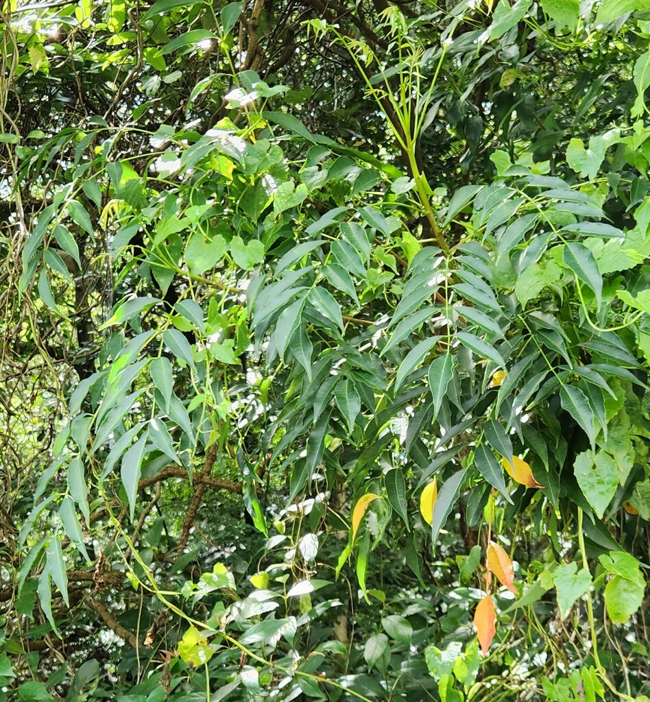 Japanese wax tree from 台灣臺北 on October 5, 2024 at 11:55 AM by 胡正恆 ...