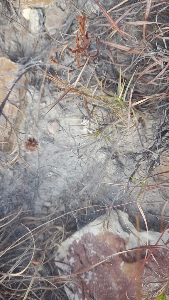 RTA Clade Spiders from Isalo National Park, Sakamalio, Madagascar on ...