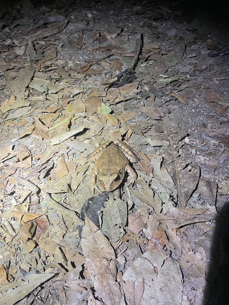 Great Barred Frog from Mount Glorious, QLD, AU on October 5, 2024 at 07 ...