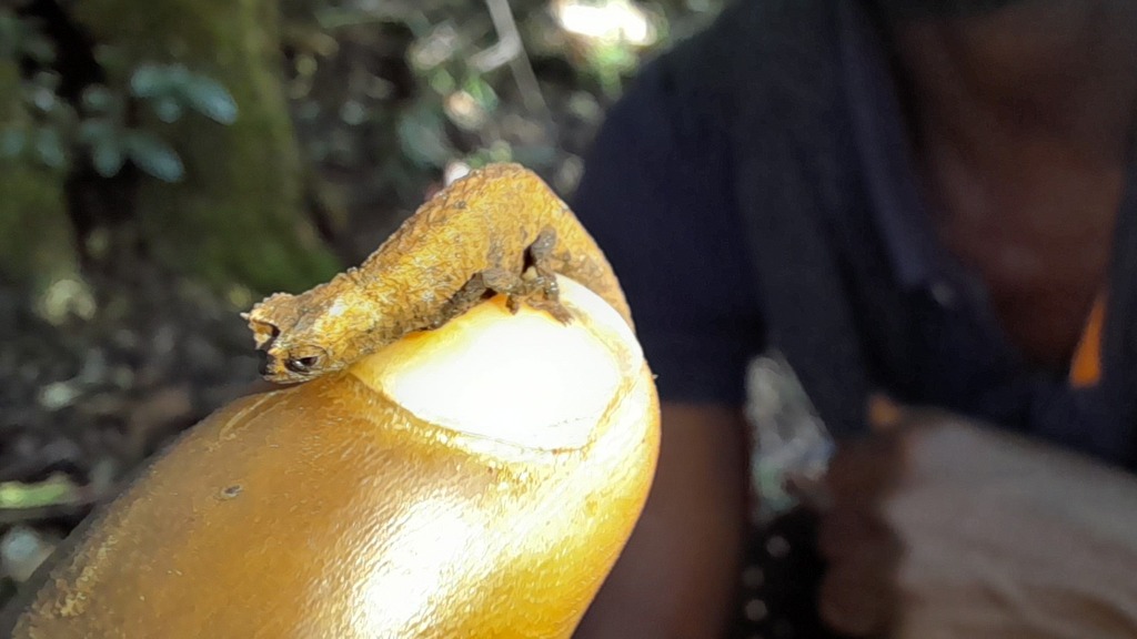 Brookesia from 95M2+82J Montagne D'Ambre nationalpark, Joffreville ...