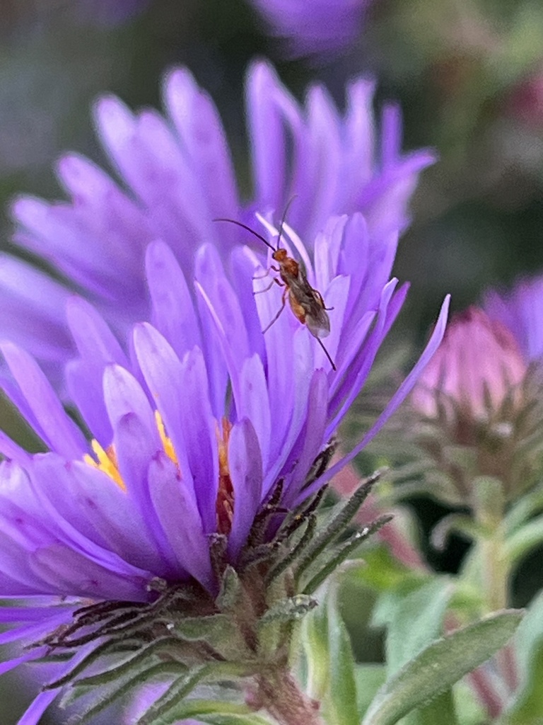 Ichneumonid and Braconid Wasps from Gateway Arch National Park, St ...