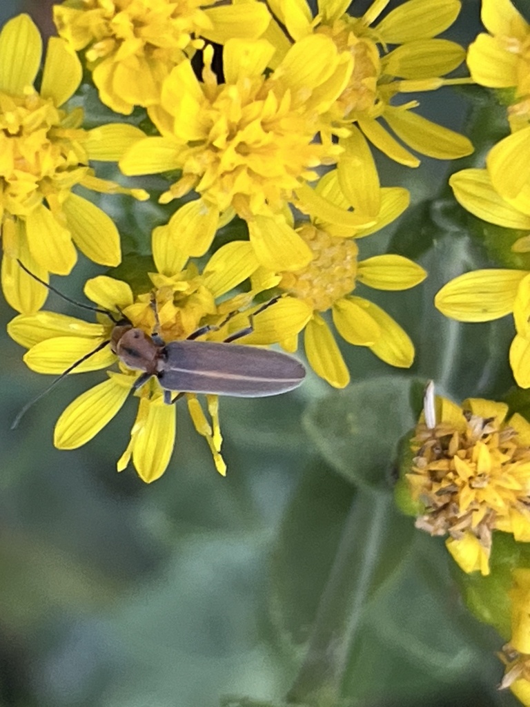 Oxacis trimaculata from Gateway Arch National Park, St. Louis, MO, US ...